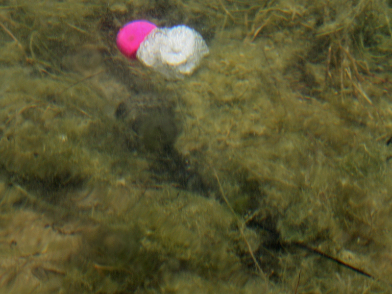 Strategy Water Soluble Foam – 100% Natuurlijk, 100% veilig voor vis ...